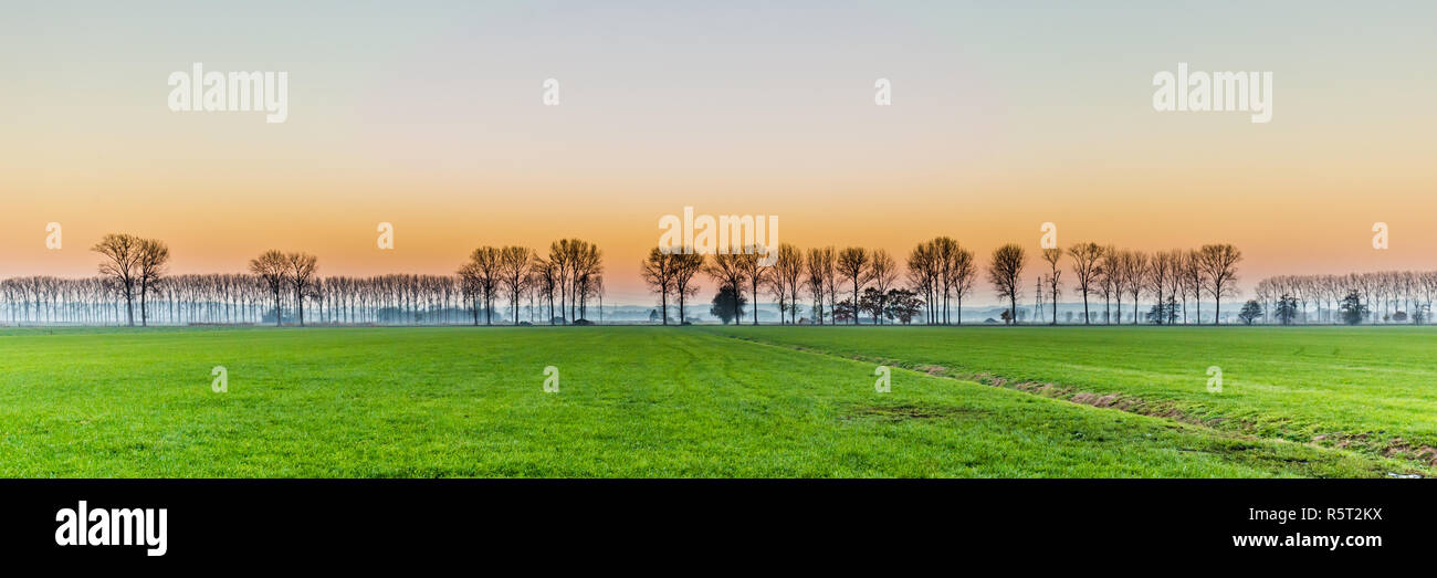 Sunset with row of trees at rural Dutch agriculture area Stock Photo ...