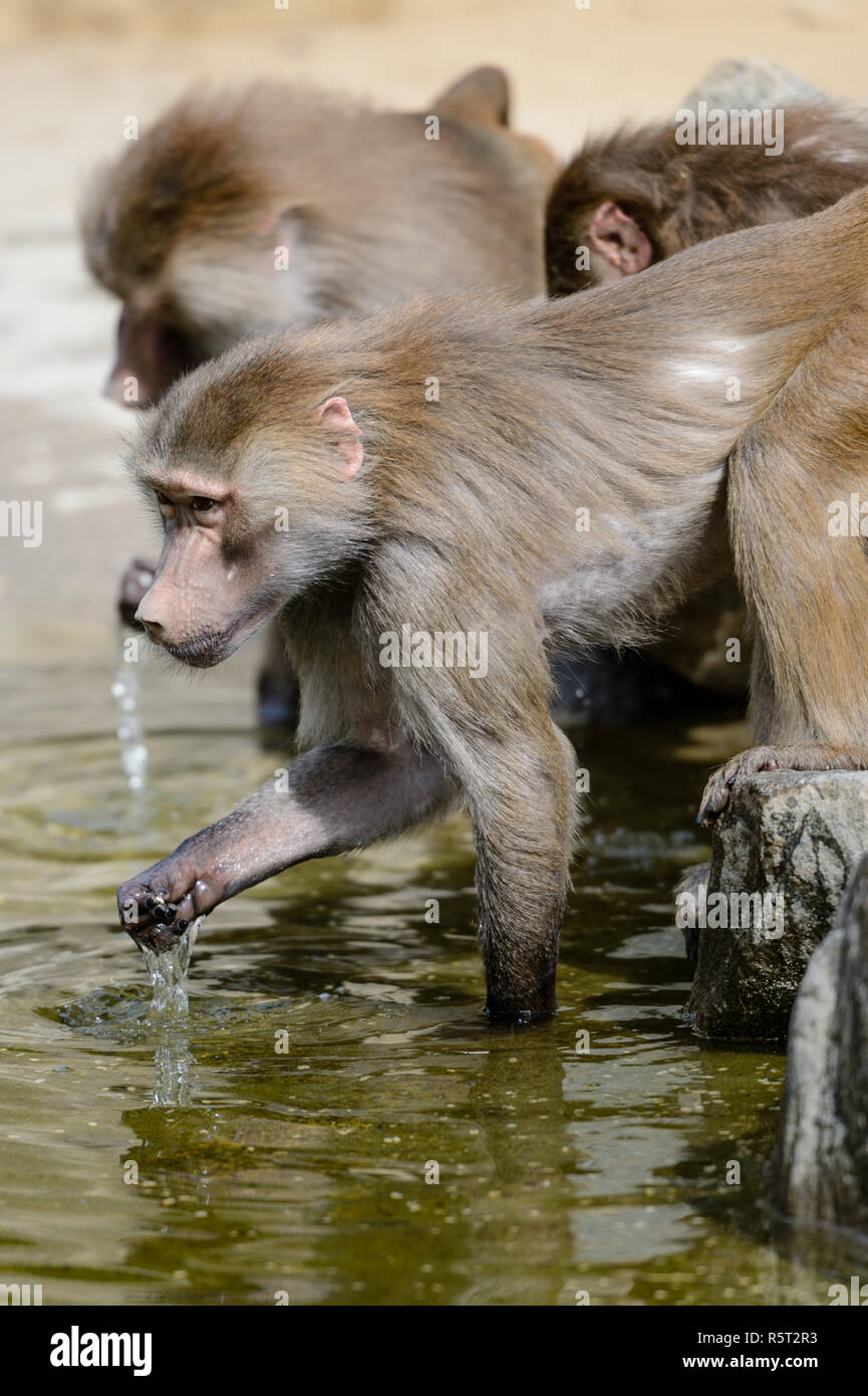 baboons in the water Stock Photo - Alamy