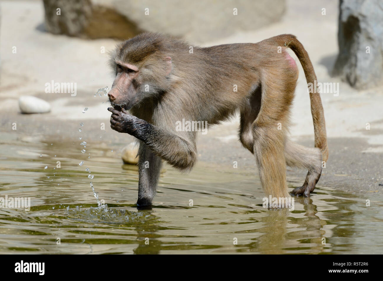 baboons in the water Stock Photo - Alamy