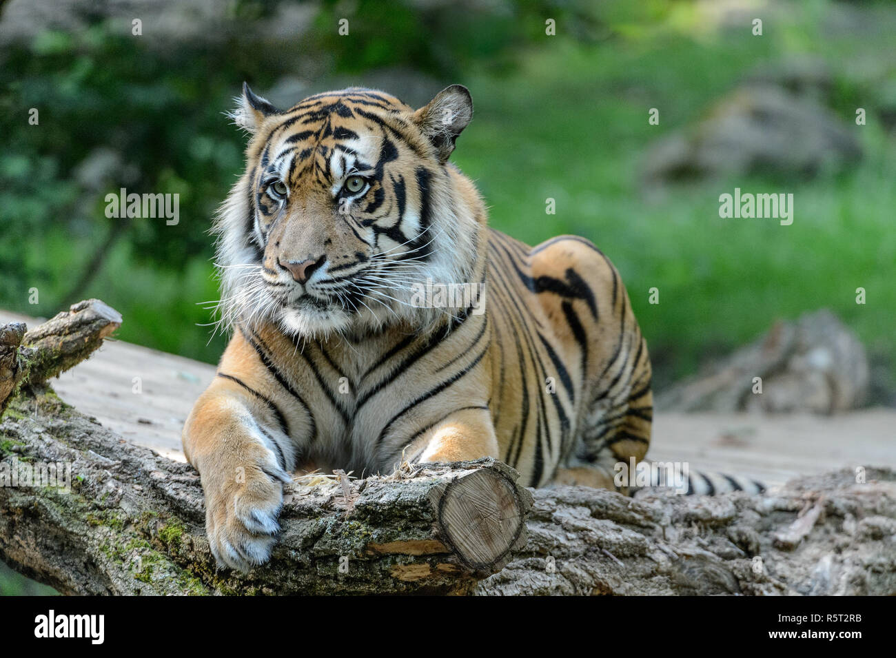 Tigerfell hi-res stock photography and images - Alamy