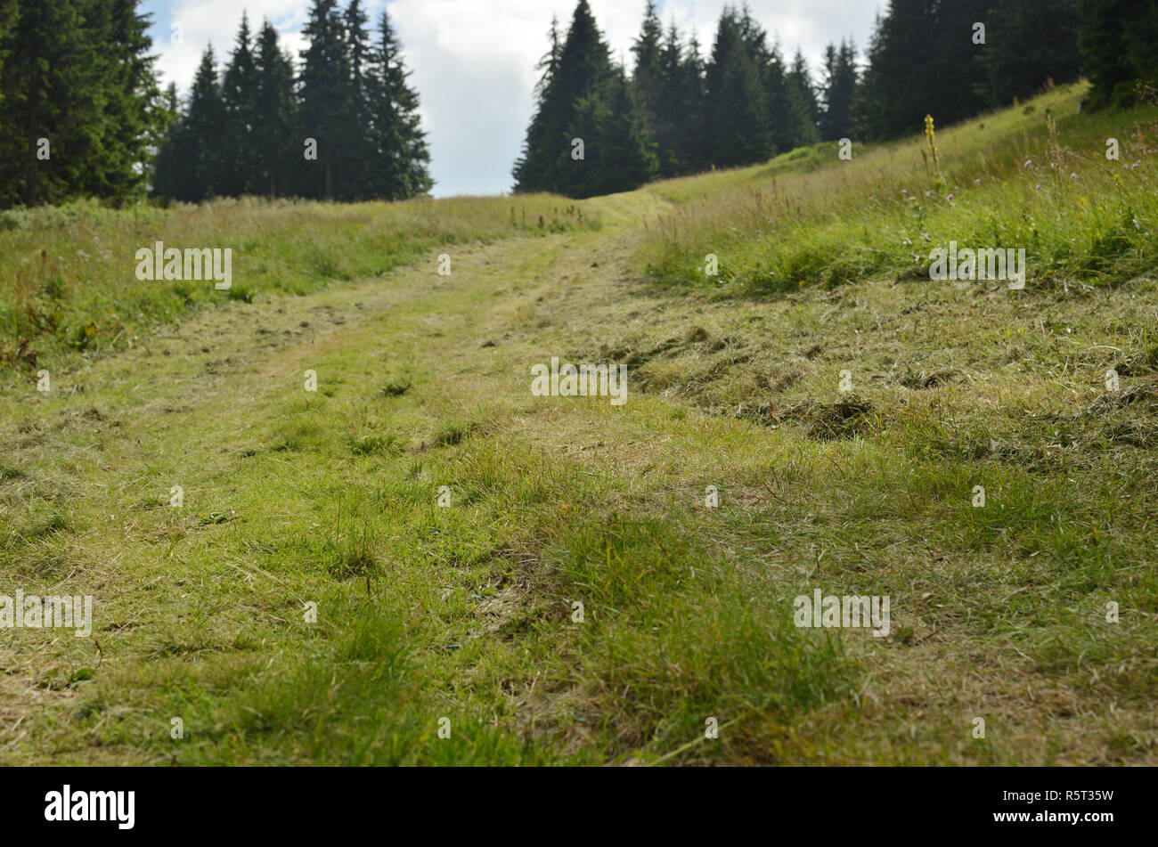 Mountain path with pine trees in summer Stock Photo - Alamy