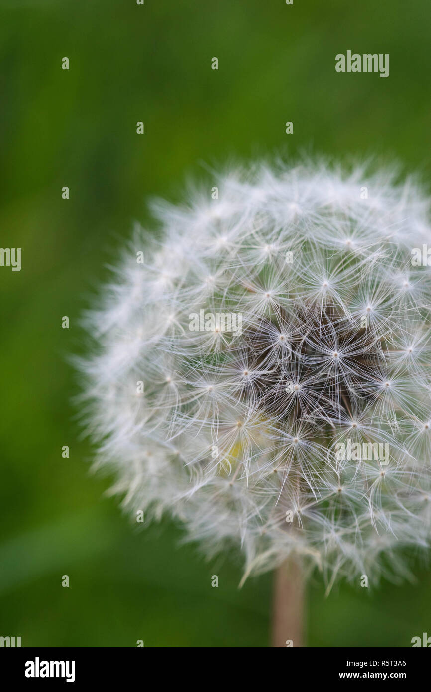 dandelion close-up. Dandelion in the center of the picture, beautiful ...