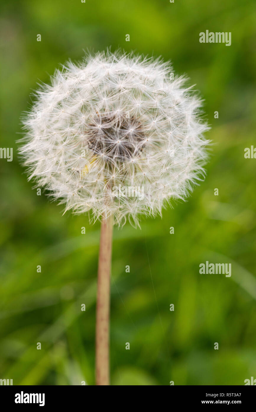 dandelion close-up. Dandelion in the center of the picture, beautiful ...