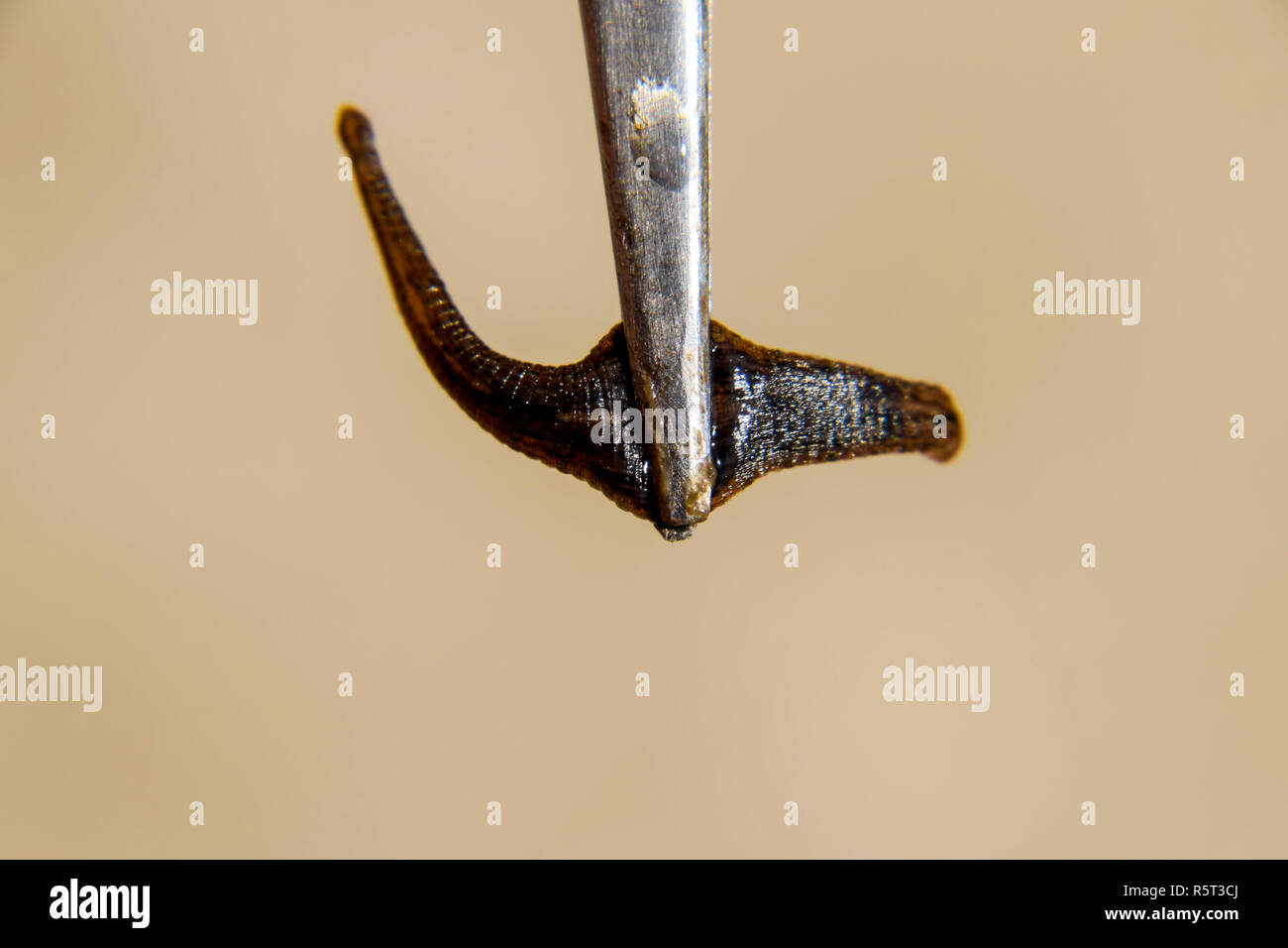 Medicinal leech bite hi-res stock photography and images - Alamy