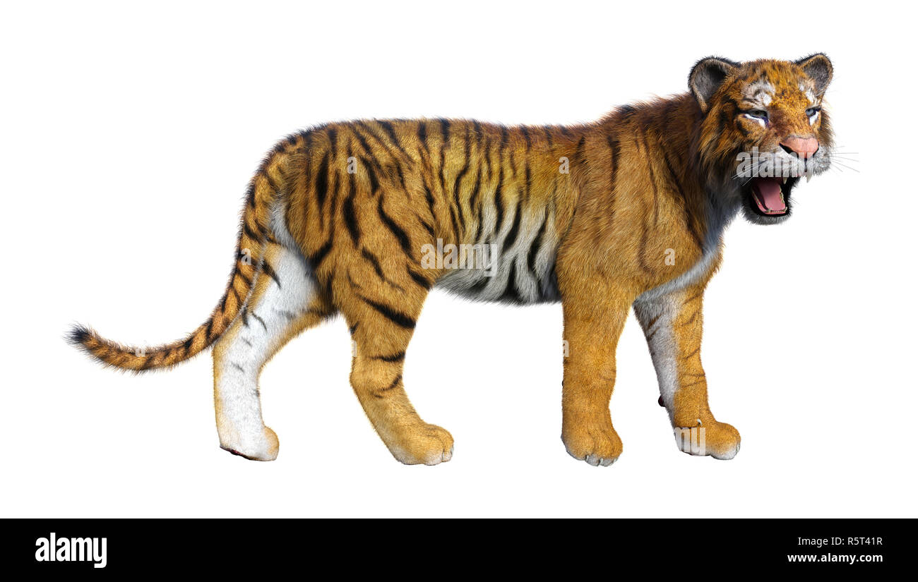 3D Rendering Big Cat Tiger on White Stock Photo - Alamy
