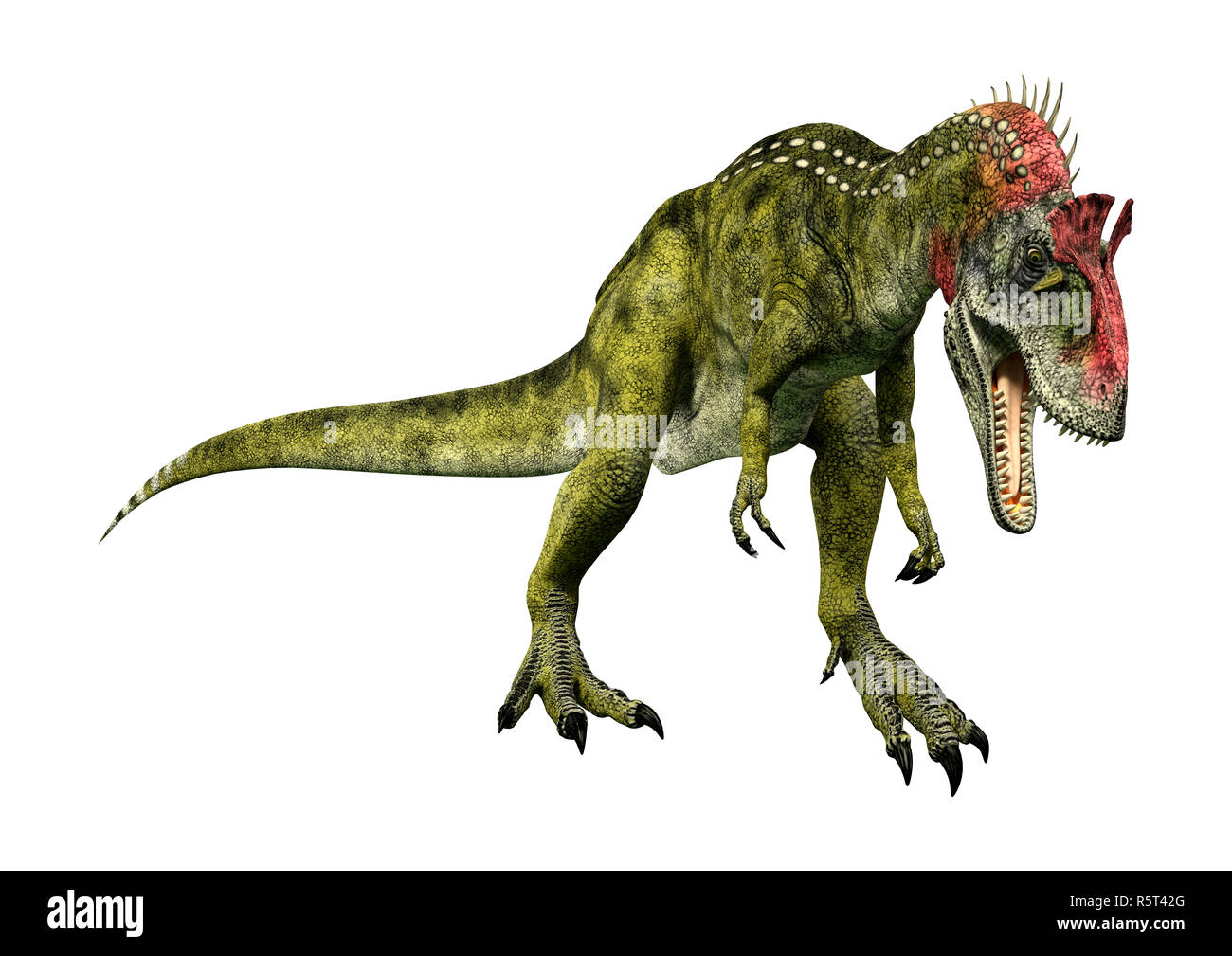 3D Rendering Dinosaur Cryolophosaurus on White Stock Photo - Alamy