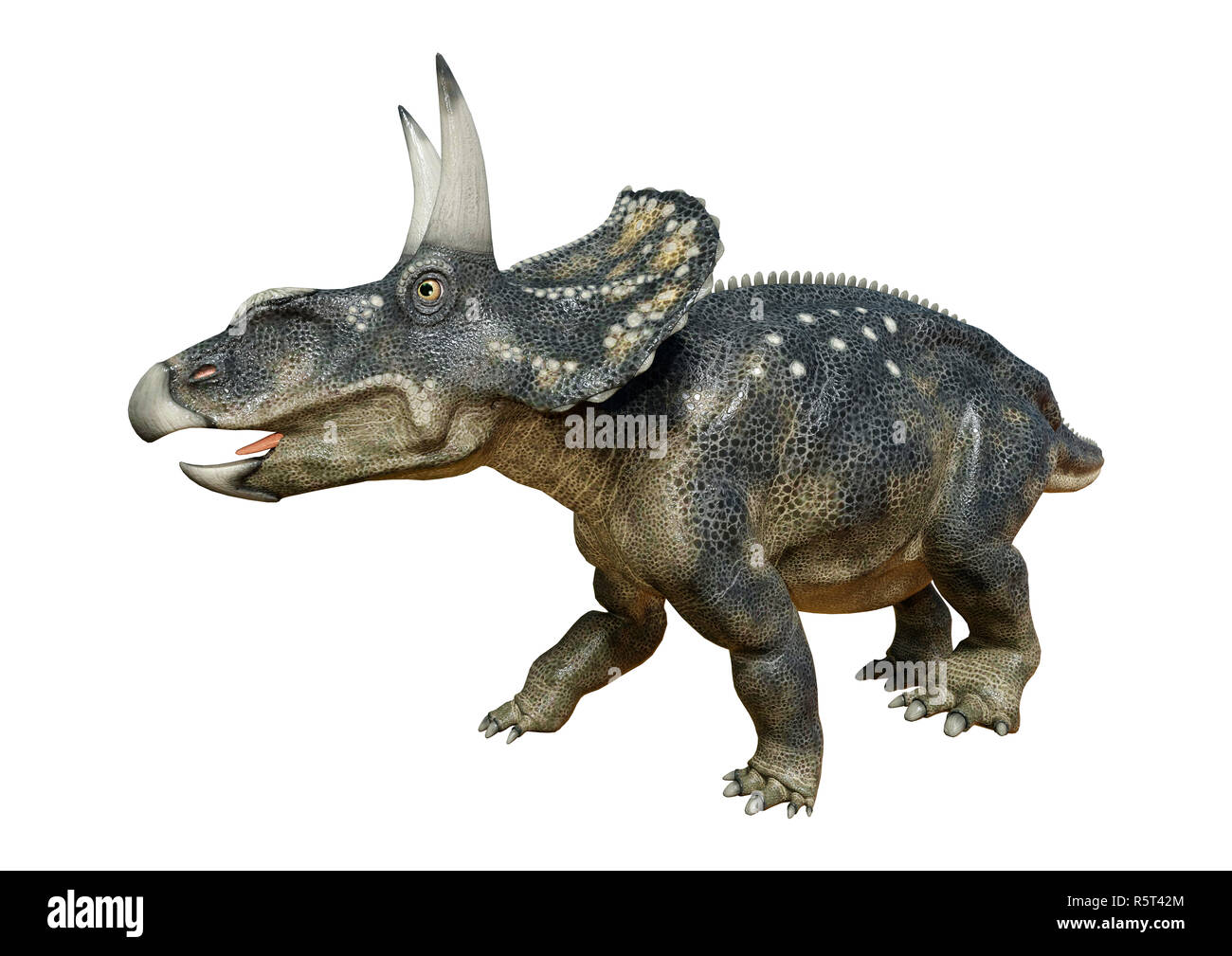 3D Rendering Dinosaur Diceratops on White Stock Photo - Alamy