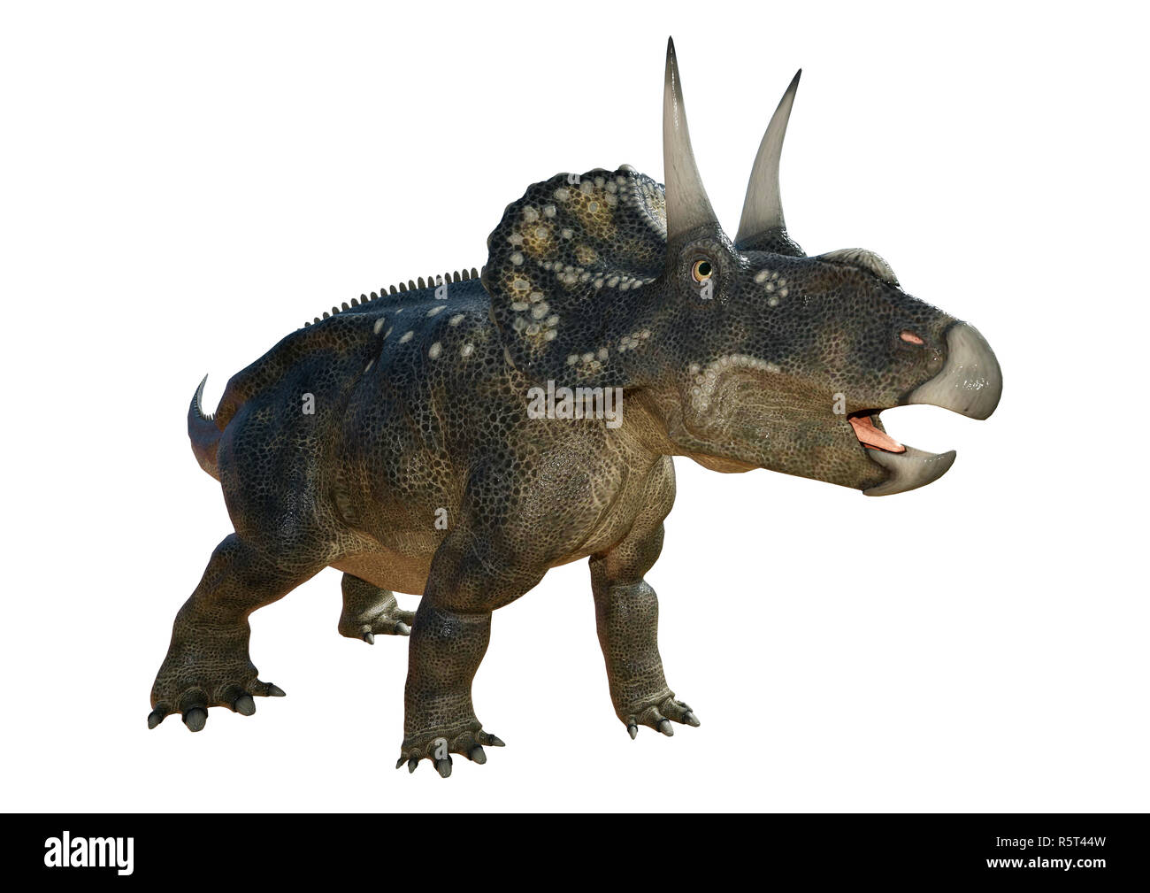 3D Rendering Dinosaur Diceratops on White Stock Photo - Alamy