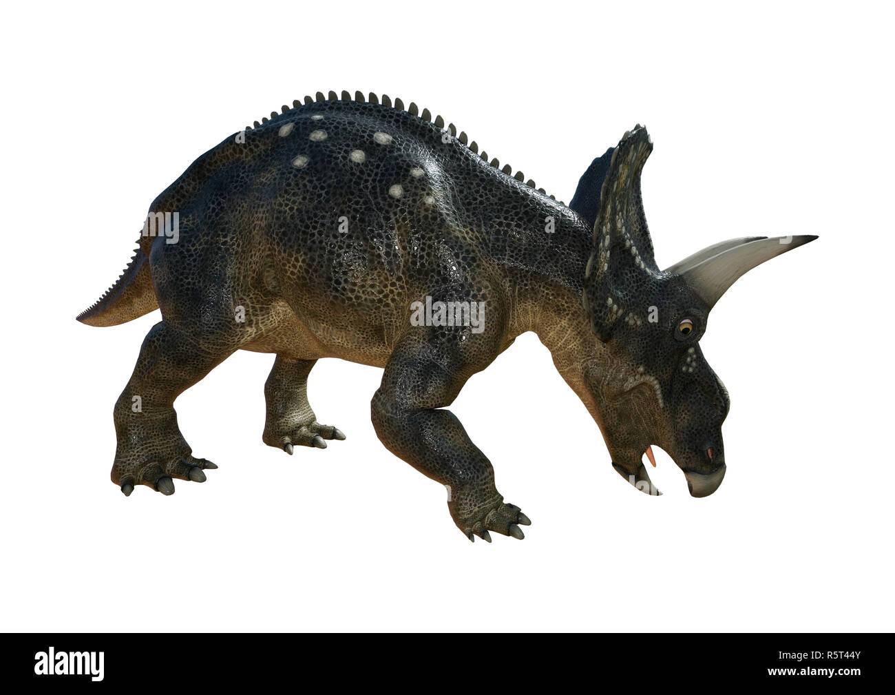 3D Rendering Dinosaur Diceratops on White Stock Photo - Alamy