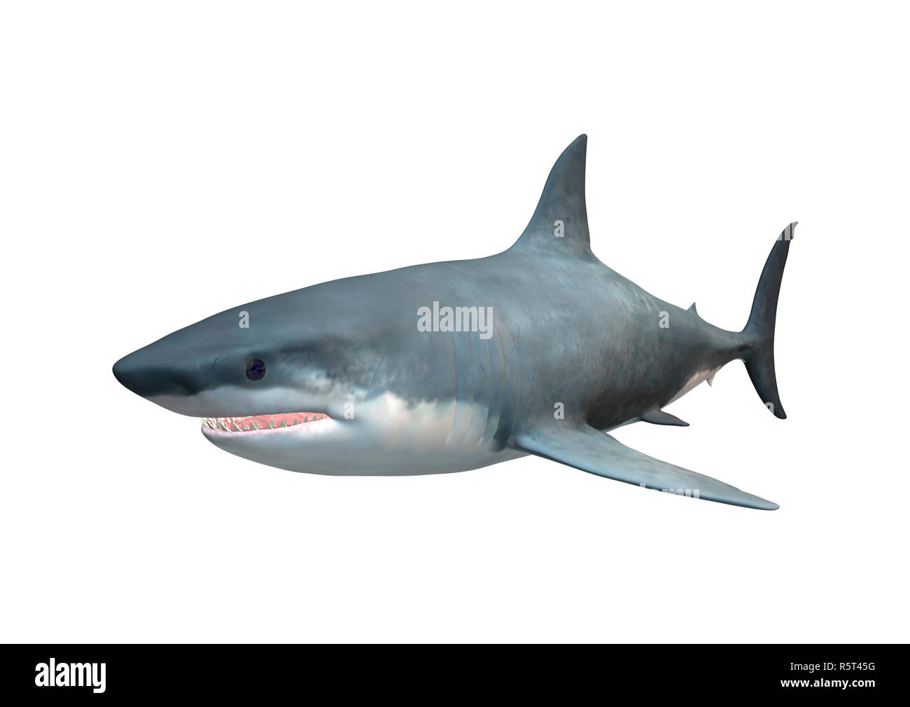 3D Rendering Megalodon Shark on White Stock Photo - Alamy