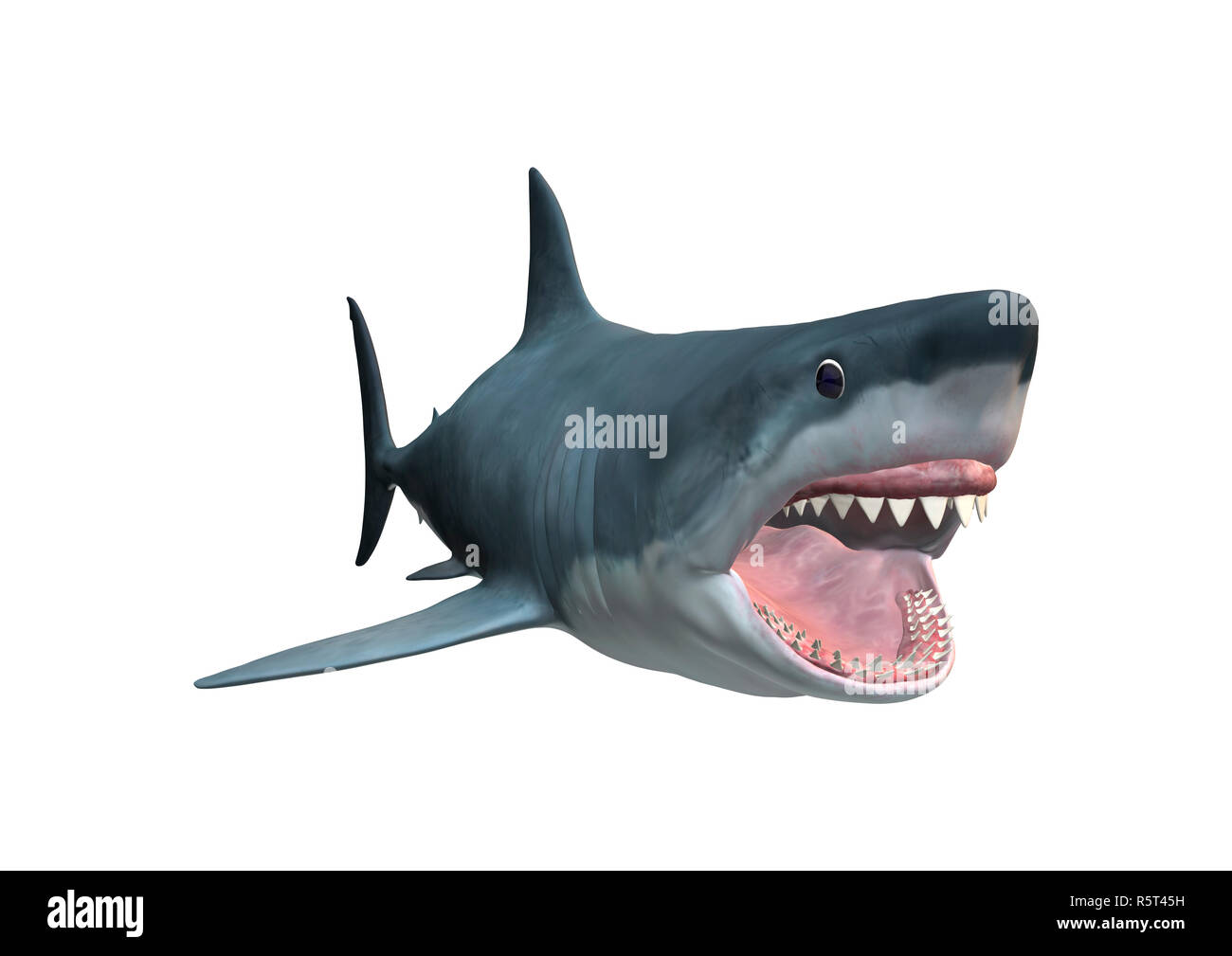 3D Rendering Megalodon Shark on White Stock Photo - Alamy