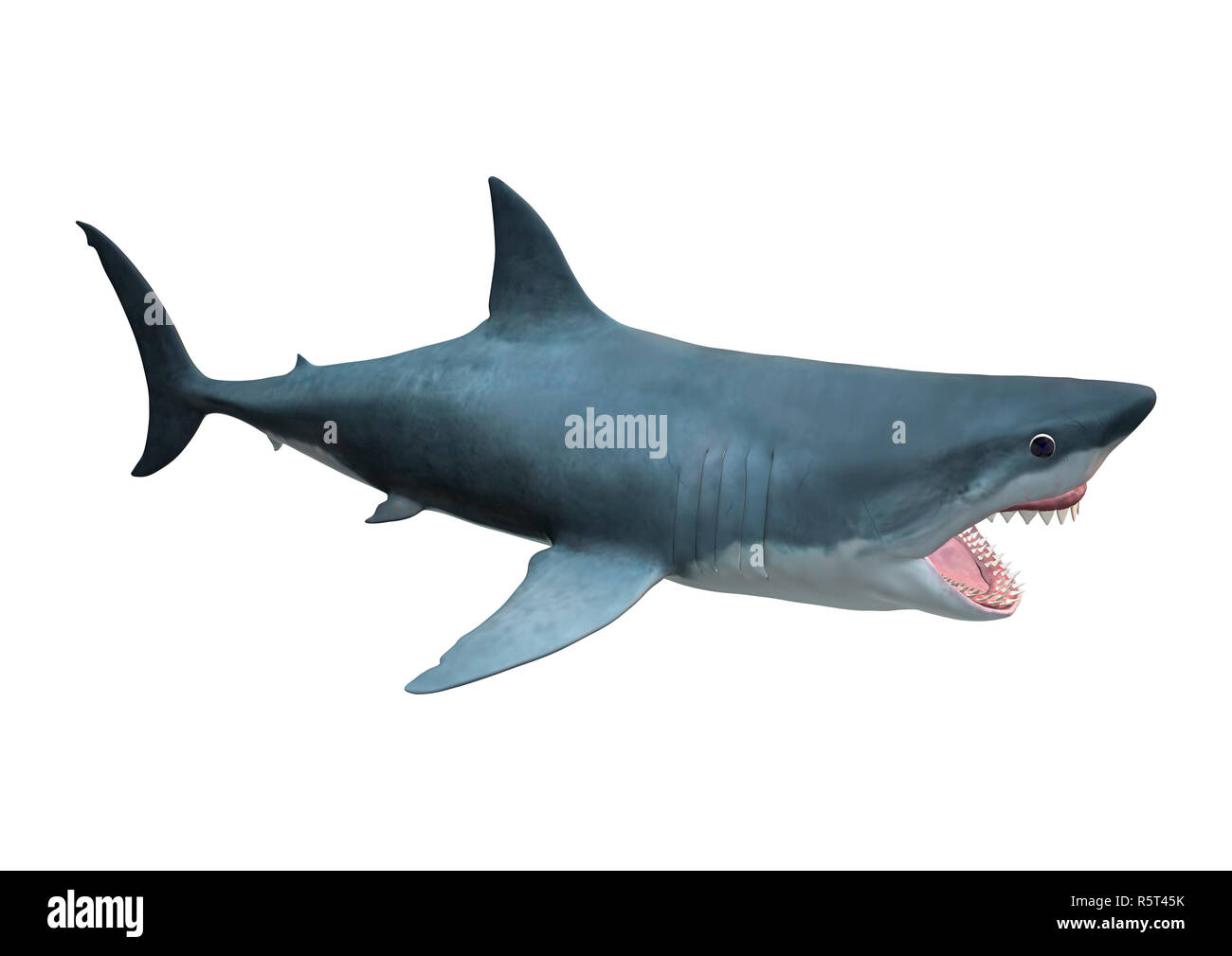 3D Rendering Megalodon Shark on White Stock Photo - Alamy