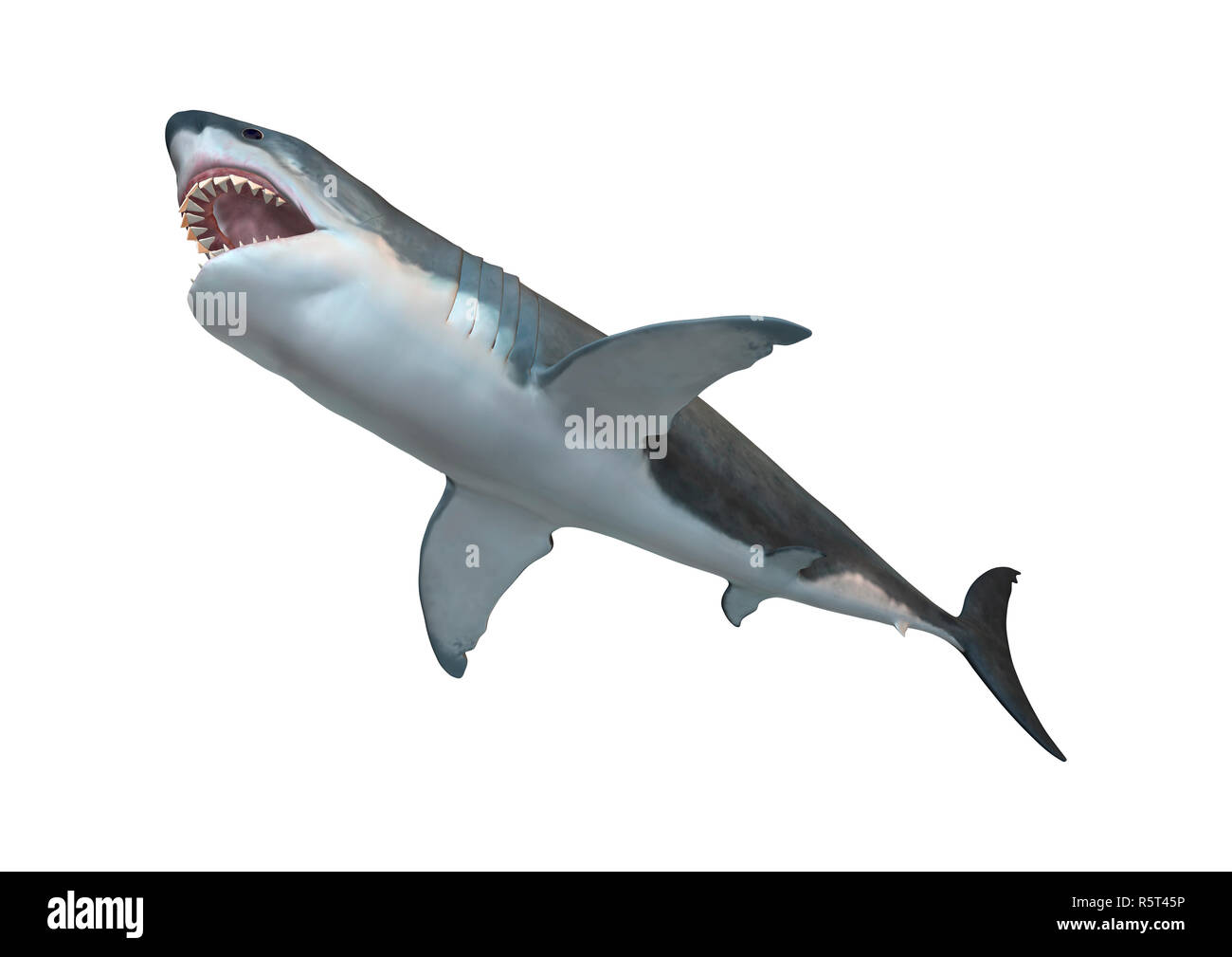 3D Rendering Megalodon Shark on White Stock Photo - Alamy