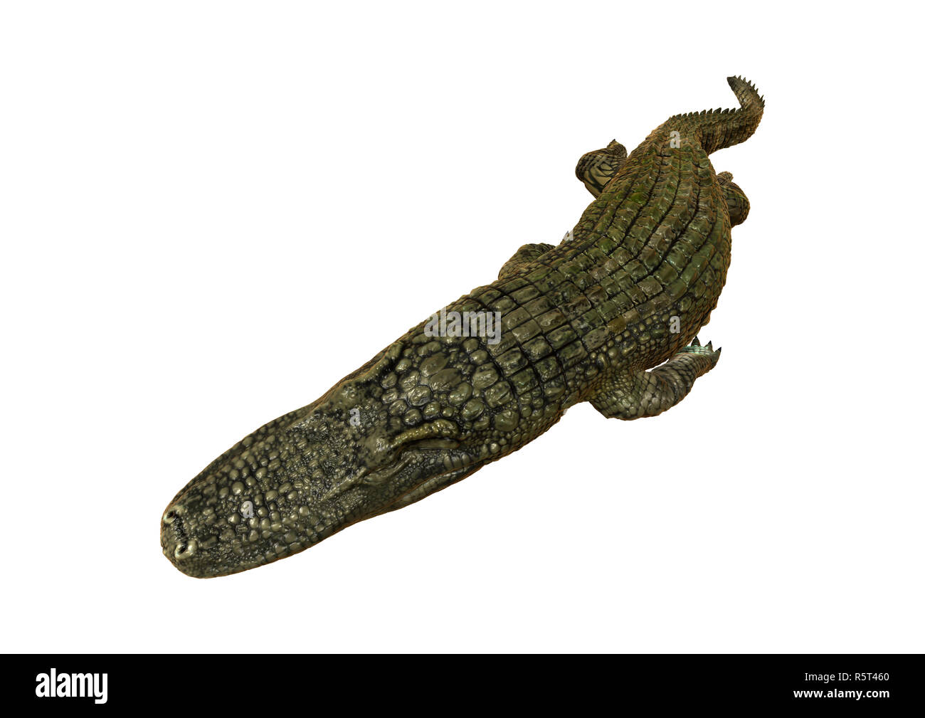 Alligator swimming Cut Out Stock Images & Pictures - Alamy