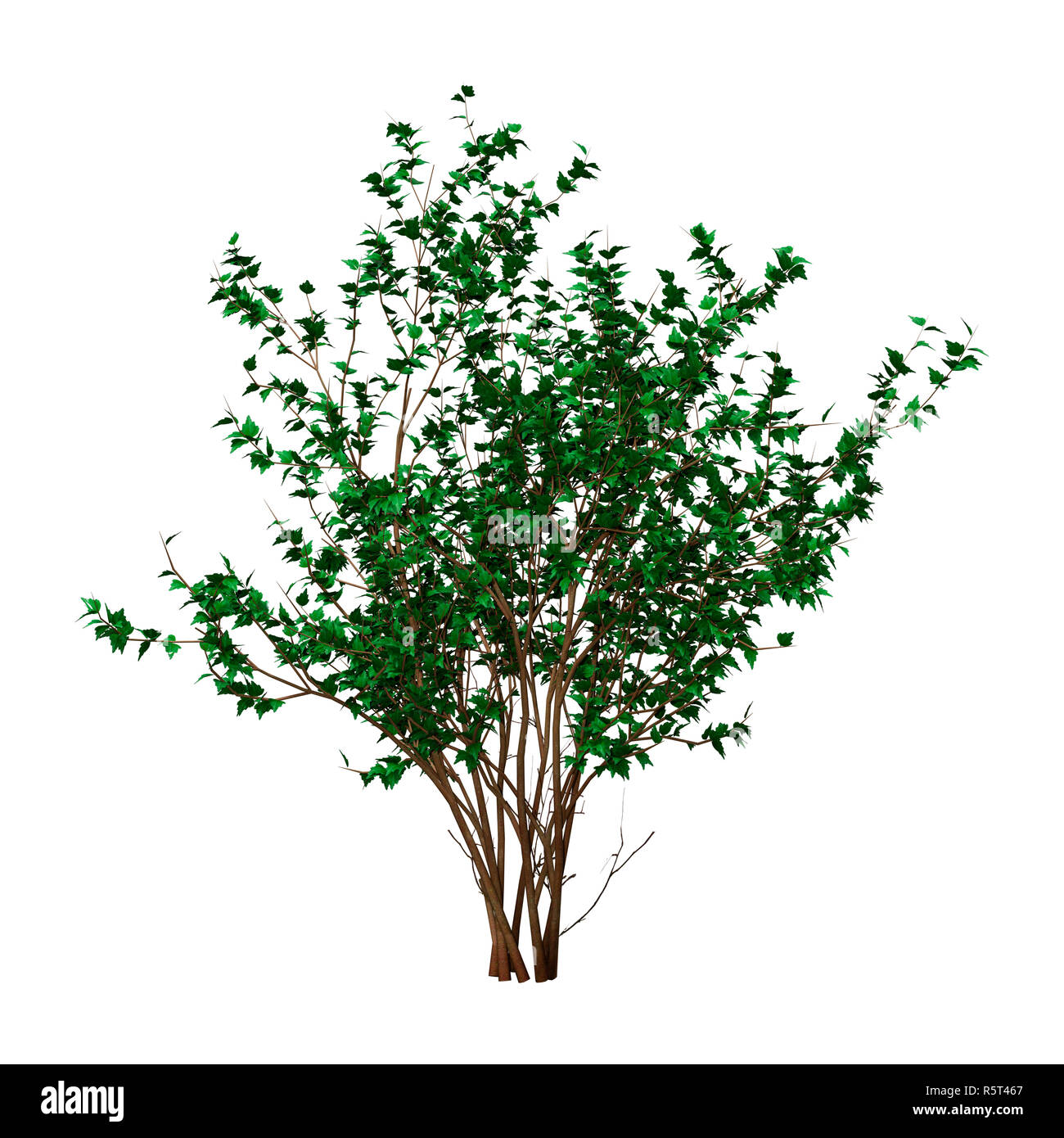 3D Rendering Hibiscus Bush on White Stock Photo - Alamy