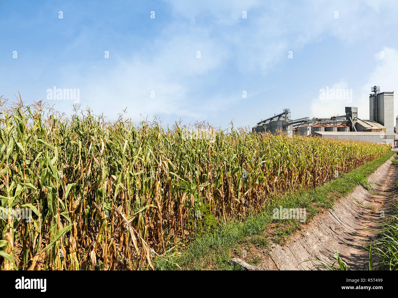 Corn field and set of storage silos Stock Photo - Alamy