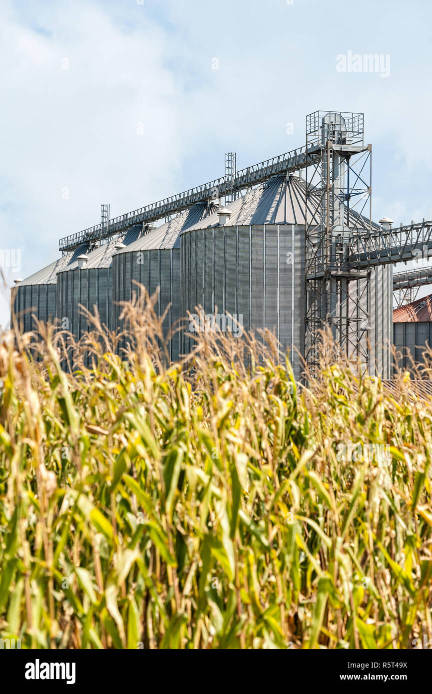 Corn field and set of storage silos Stock Photo - Alamy