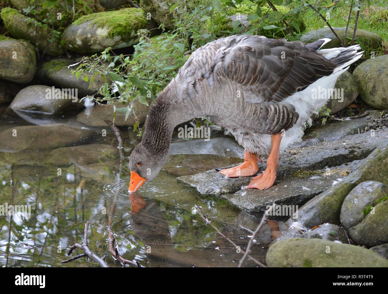 Hausgans hi-res stock photography and images - Alamy