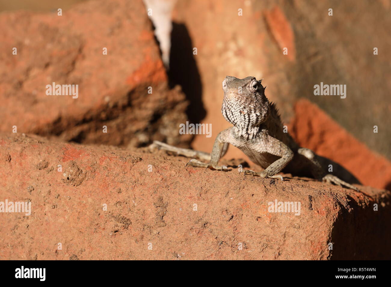 Ceylon Reptiles High Resolution Stock Photography and Images - Alamy
