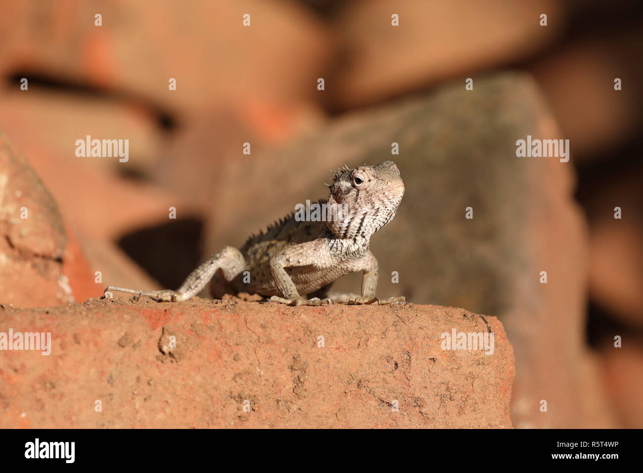 Ceylon Reptiles High Resolution Stock Photography and Images - Alamy