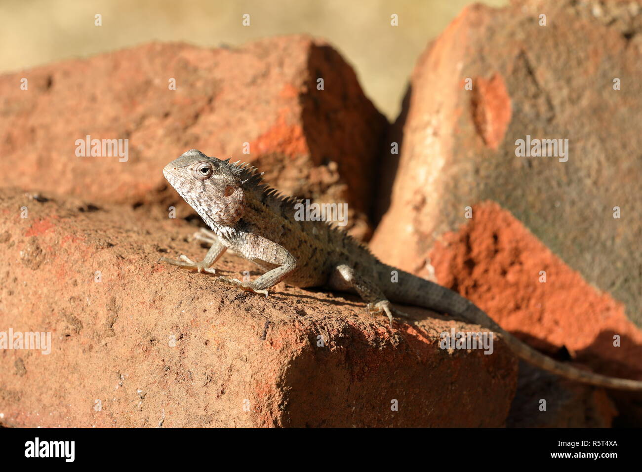 Ceylon reptiles hi-res stock photography and images - Alamy