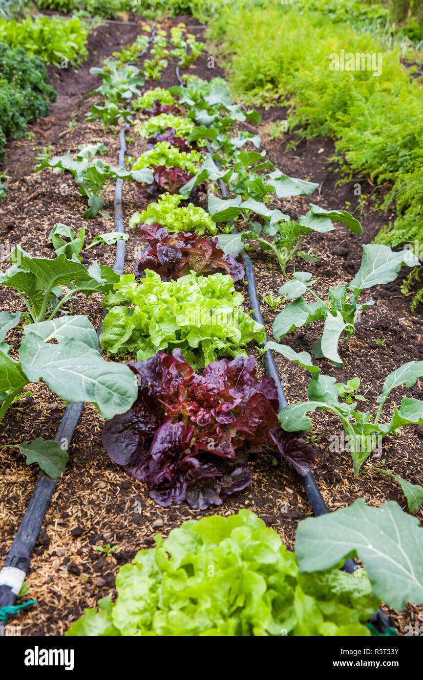 Lettuce plantation lactuca sativa hi-res stock photography and images ...