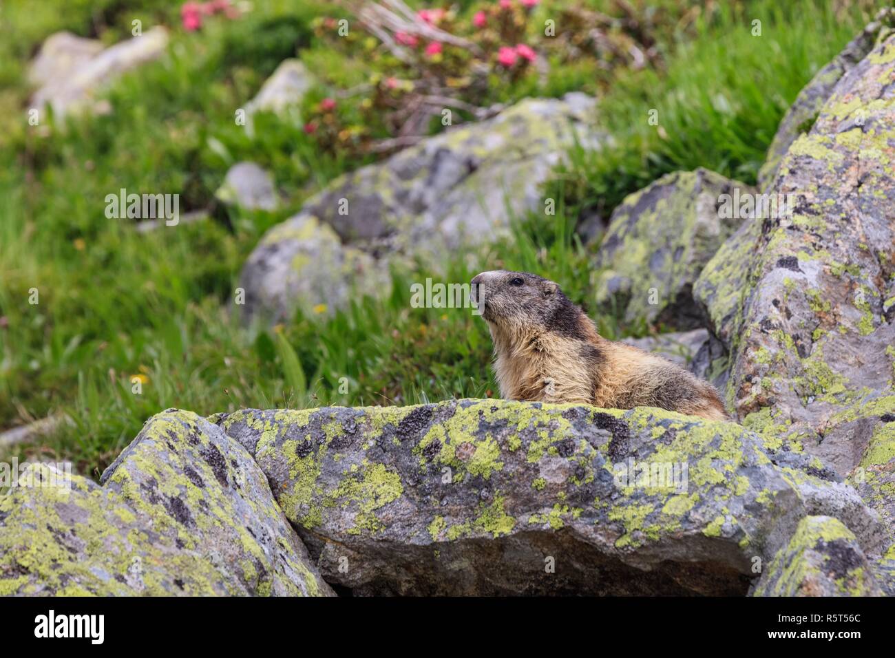 Alpine marmot (Marmota marmota) in the French Alps Stock Photo - Alamy