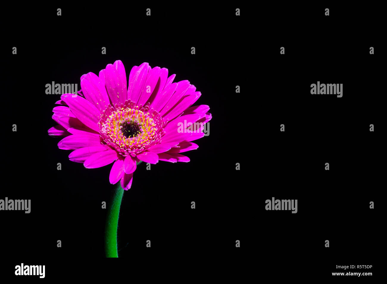 Purple Gerbera - isolated - dark background Stock Photo - Alamy