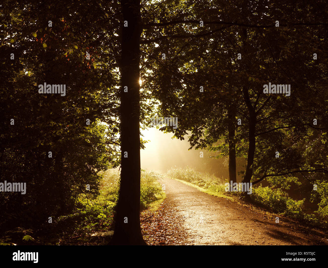 bright morning sun Stock Photo - Alamy