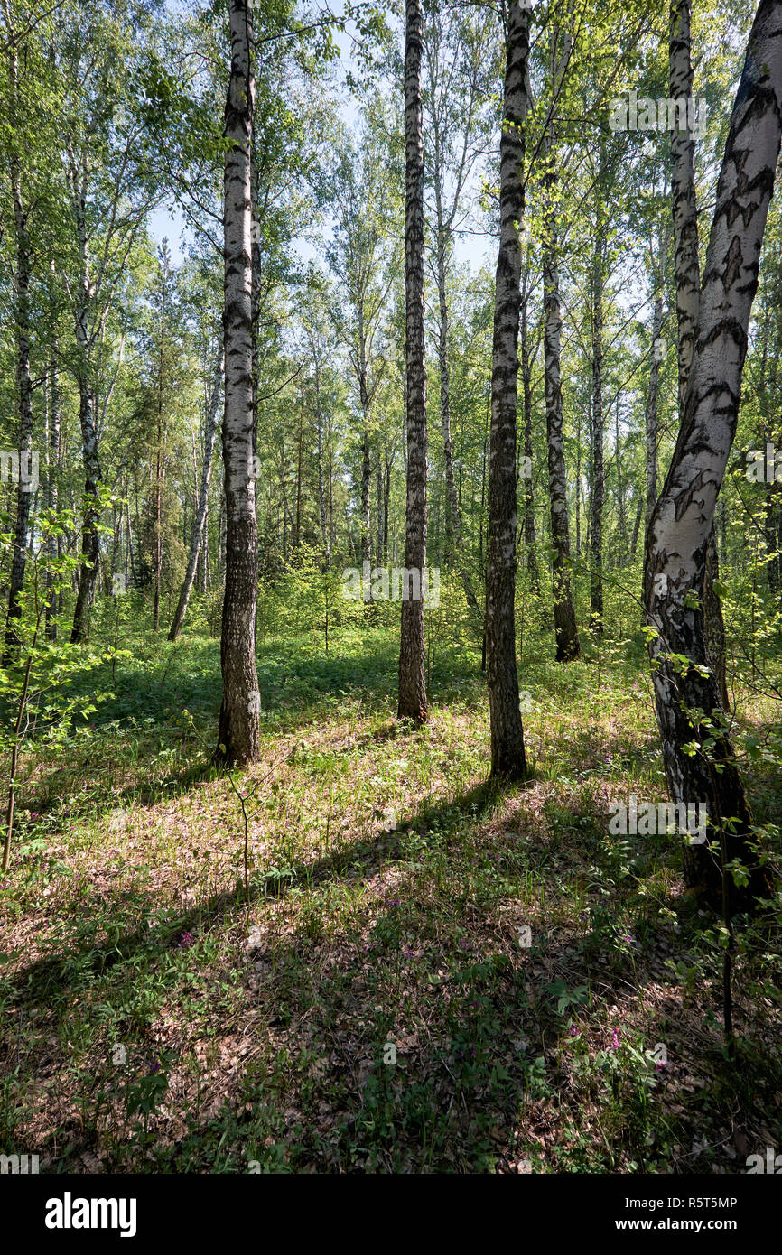 Siberian birch forest at Spring time Stock Photo - Alamy