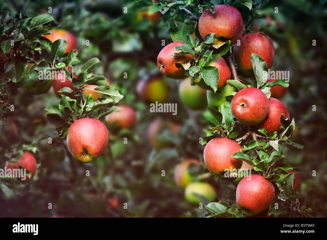 the apple alley Stock Photo - Alamy