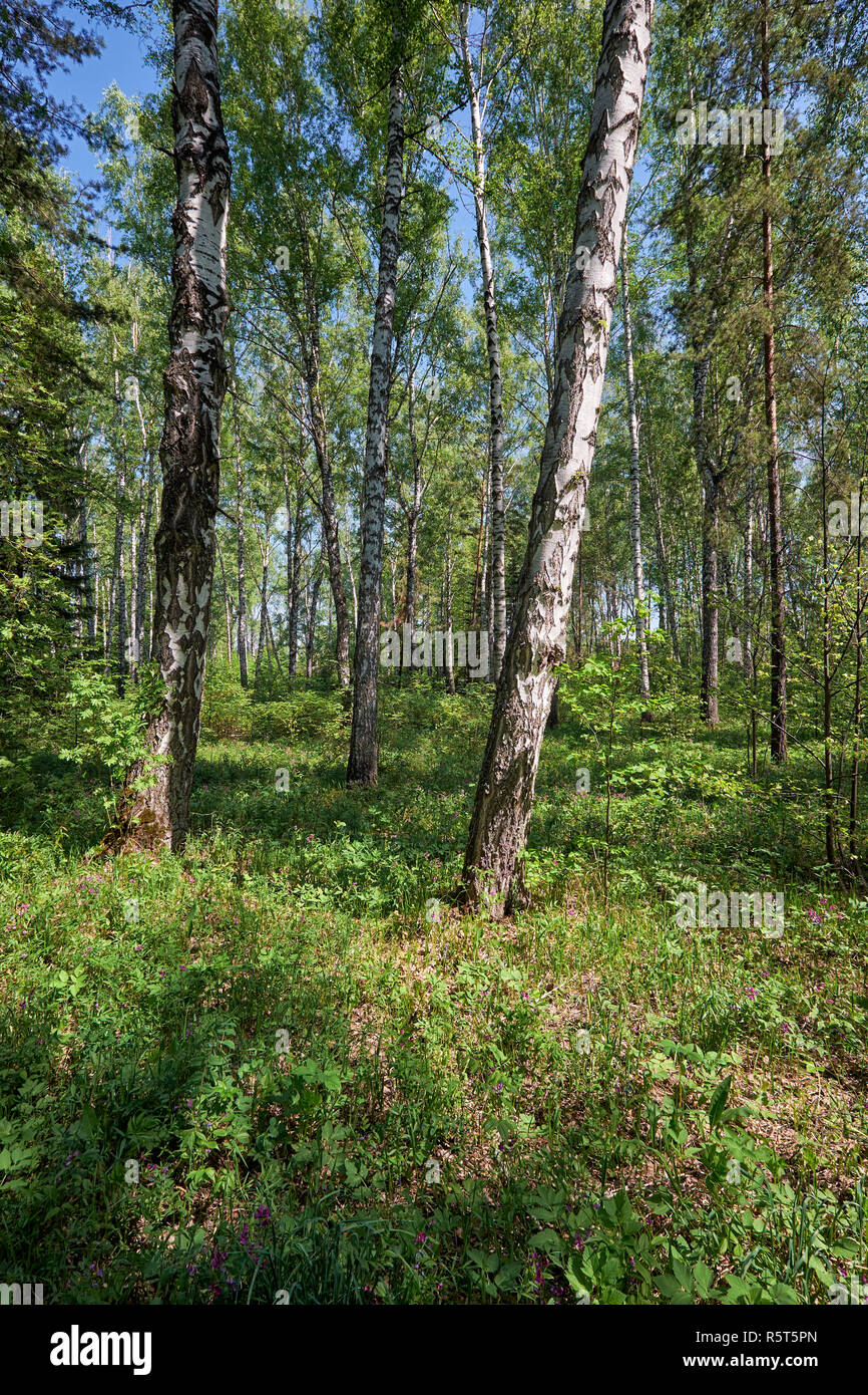Siberian birch forest at Spring time Stock Photo - Alamy