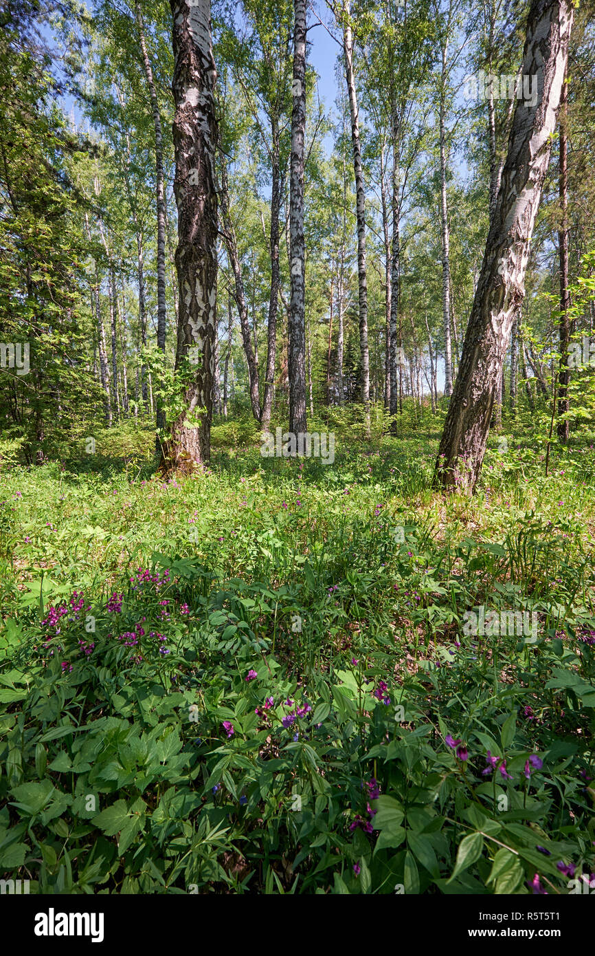 Siberian birch forest at Spring time Stock Photo - Alamy