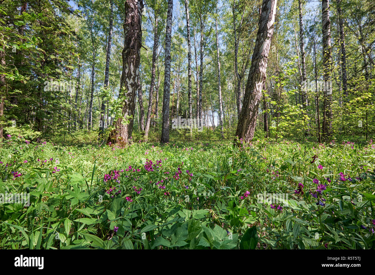 Siberian birch forest at Spring time Stock Photo - Alamy
