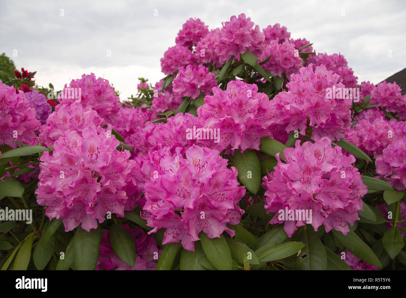 rhododendron shrub with pink flowers Stock Photo - Alamy