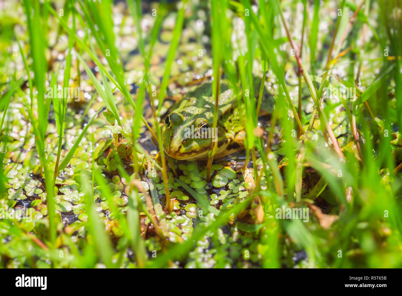 pond frog - marsh Stock Photo - Alamy