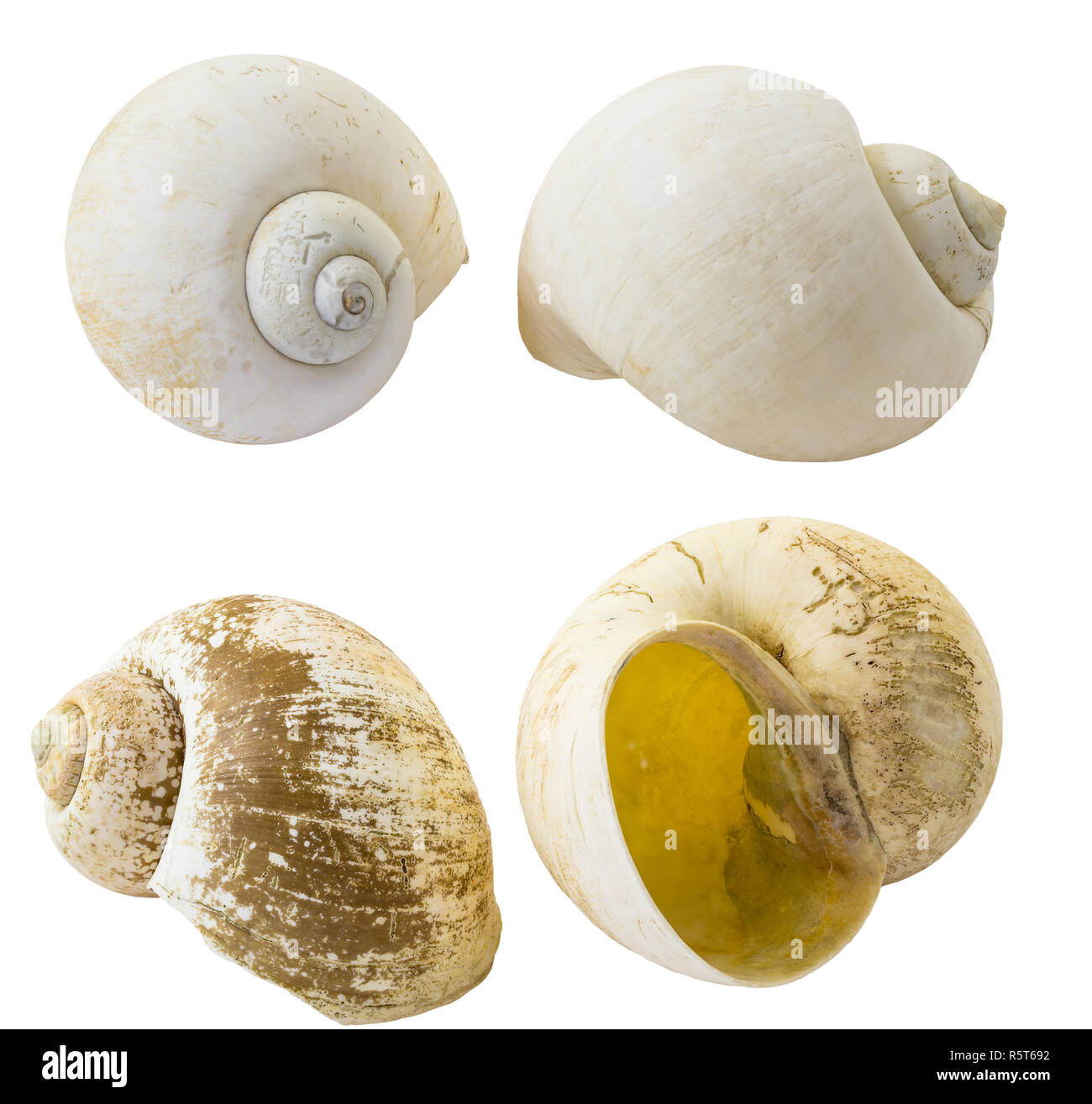 Different angle of white shell isolated on white background (clipping ...