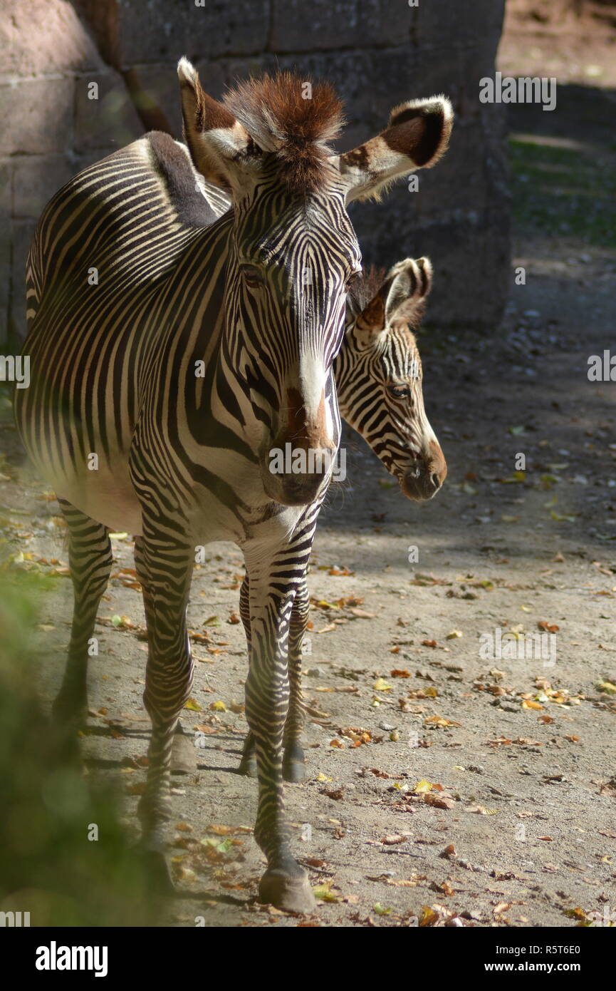 Mammal zebra grevy hi-res stock photography and images - Alamy