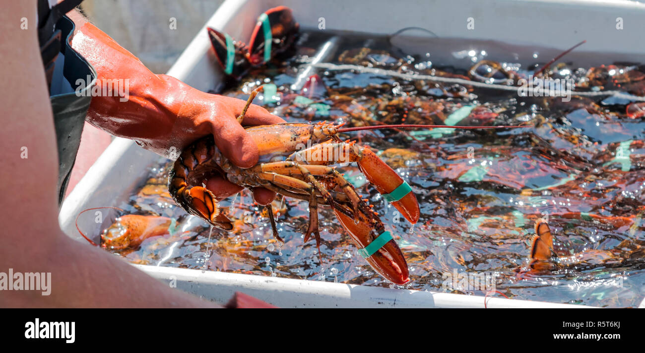 A lobster fisherman is sorting his live lobsters at the end of the day ...