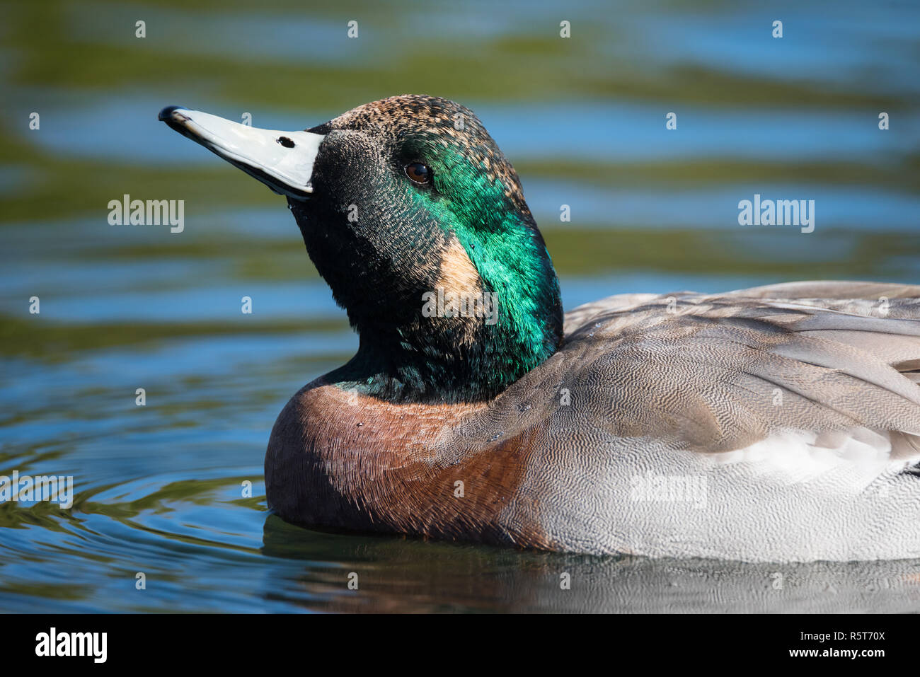 Mallard wigeon cross hi-res stock photography and images - Alamy