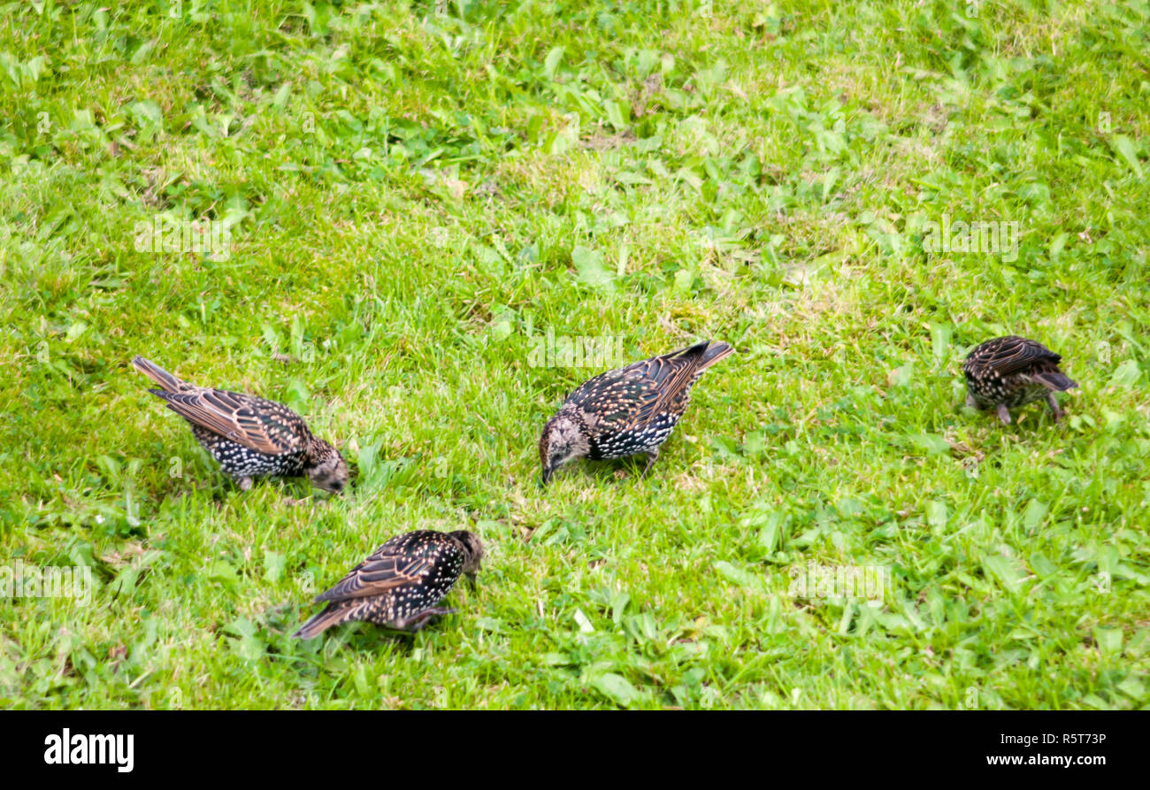 Starling on earth hi-res stock photography and images - Alamy