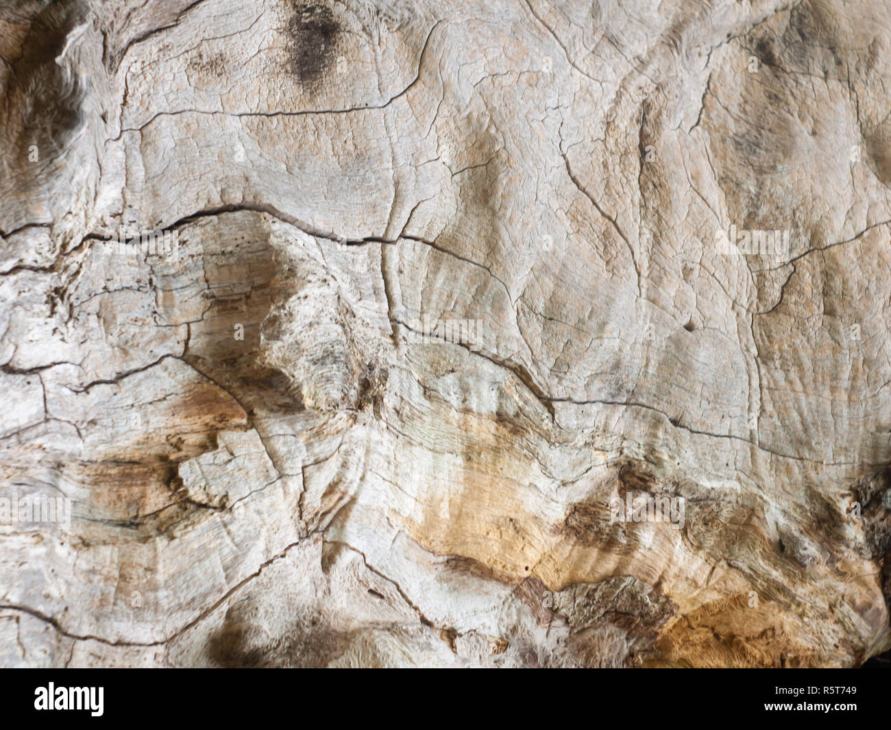 close up texture of famous old knobbley old oak tree in forest in ...