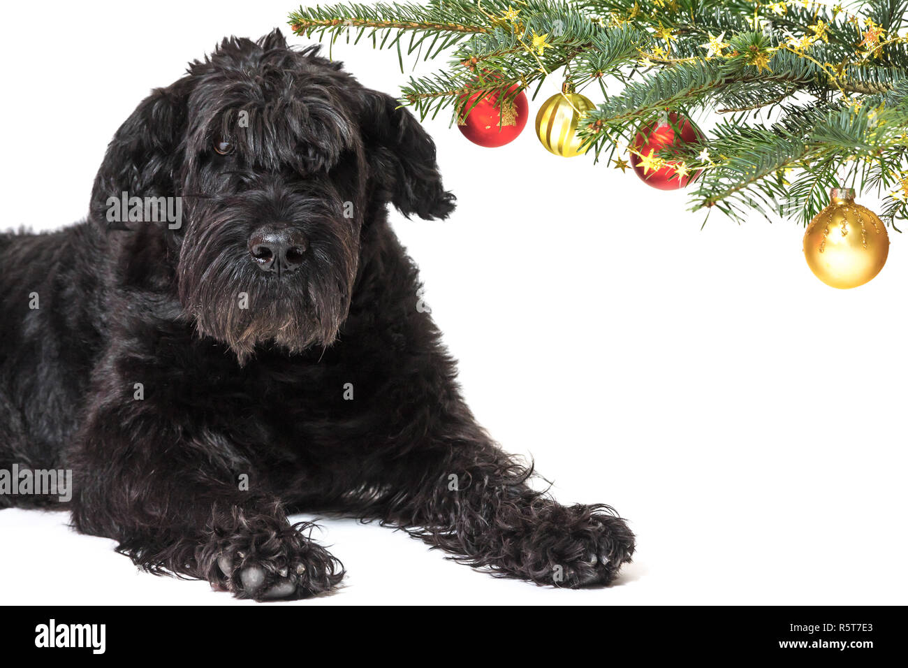 Black Schnauzer Dog and a branch of a Christmas tree Stock Photo - Alamy