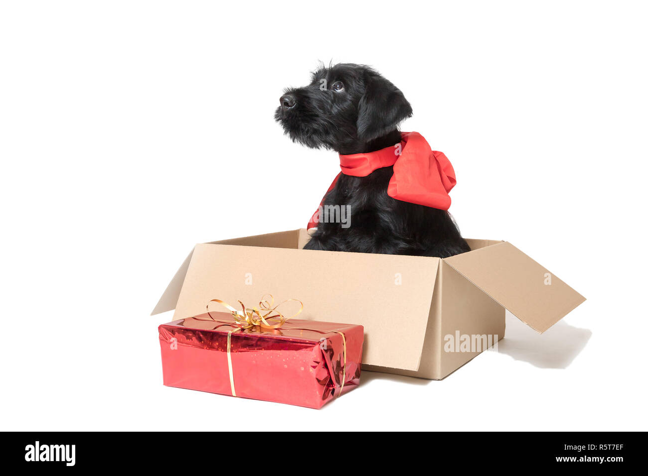 Puppy christmas present box Cut Out Stock Images & Pictures - Alamy