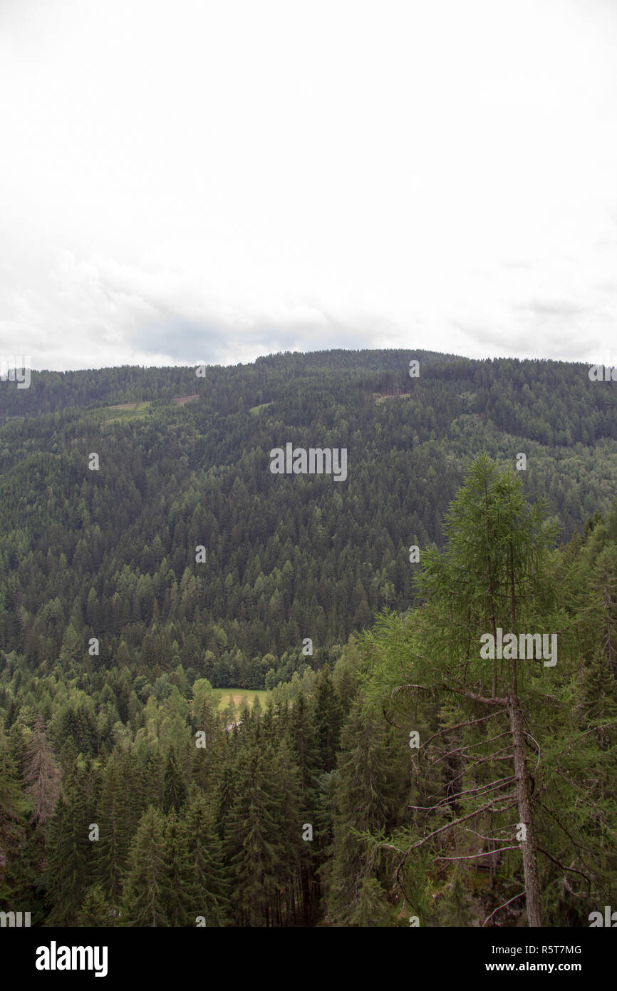 large forest area in styria at the day Stock Photo - Alamy