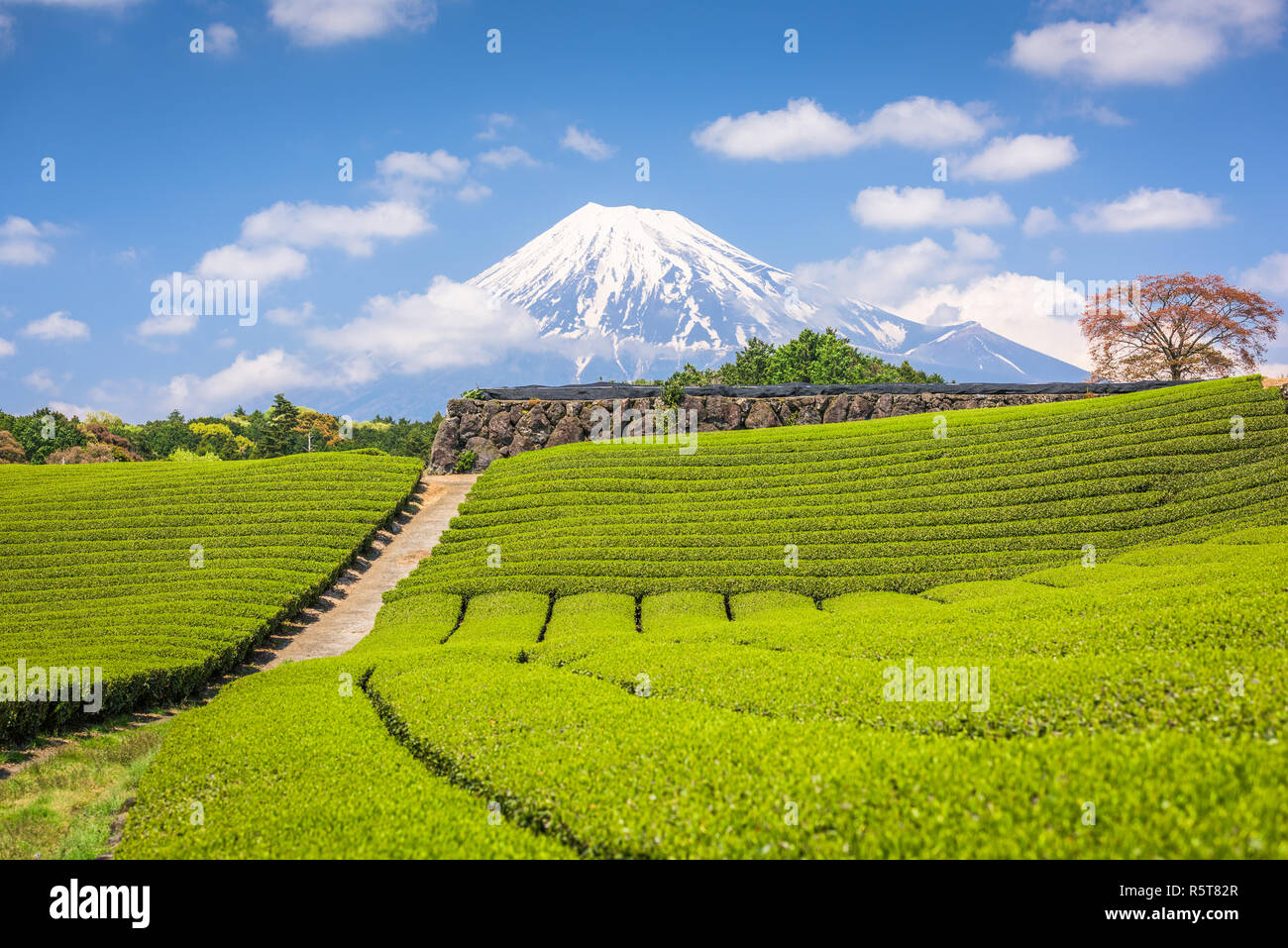Japanese mountain tea hi-res stock photography and images - Alamy