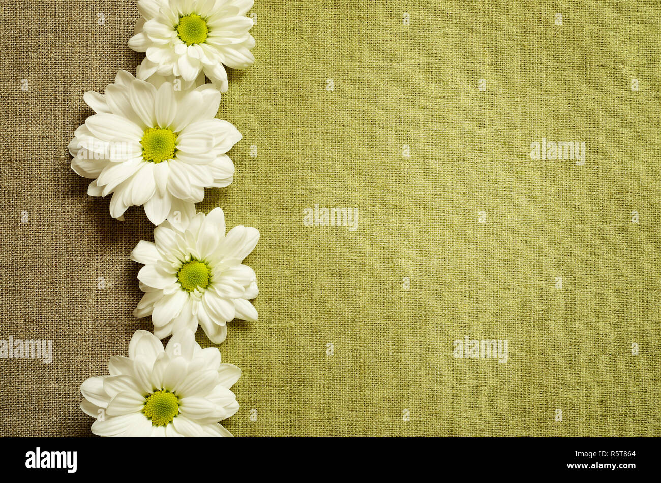 Daisies line separates the two background colors Stock Photo - Alamy