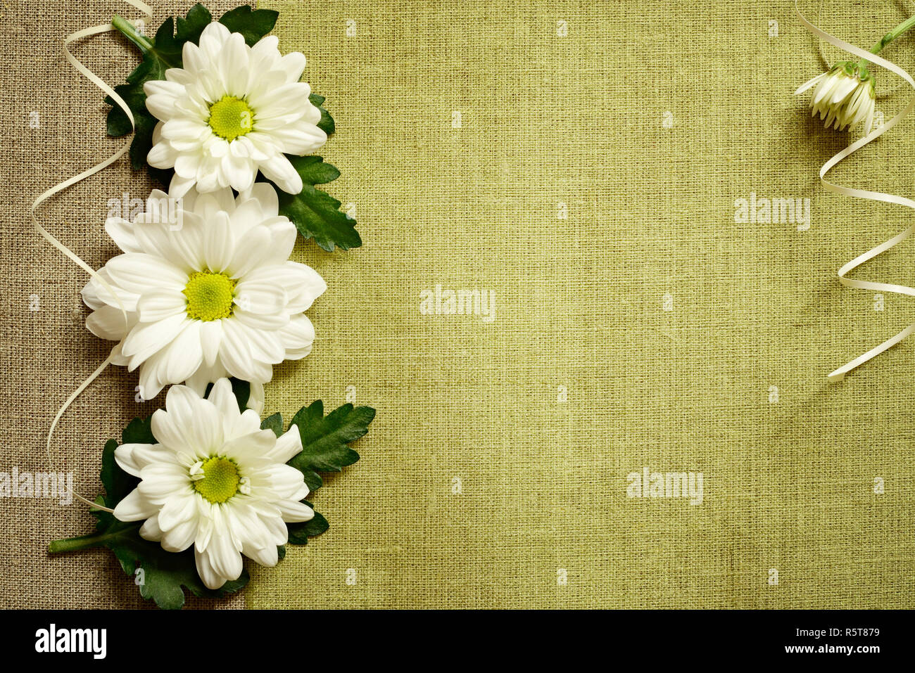Daisies line separates two canvas background colors Stock Photo - Alamy Daisies line separates two canvas background colors Stock Photo - Alamy