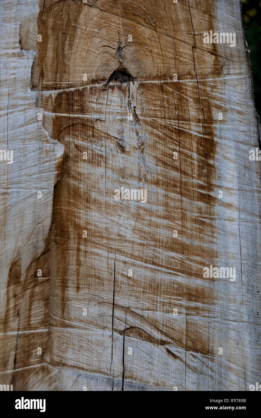 Wood texture of cut tree in the fall Stock Photo - Alamy