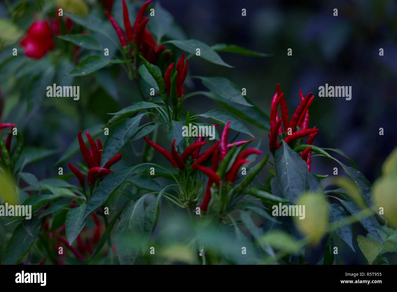 Beautiful chili pepper plant before gathering during the fall Stock ...